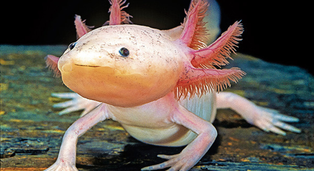 - Axolotl [power point de Marie (2021-2022)]