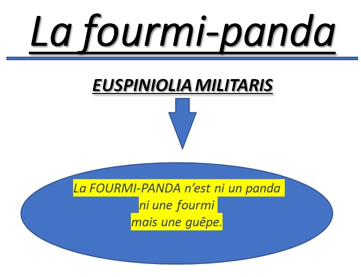 La fourmi-panda.